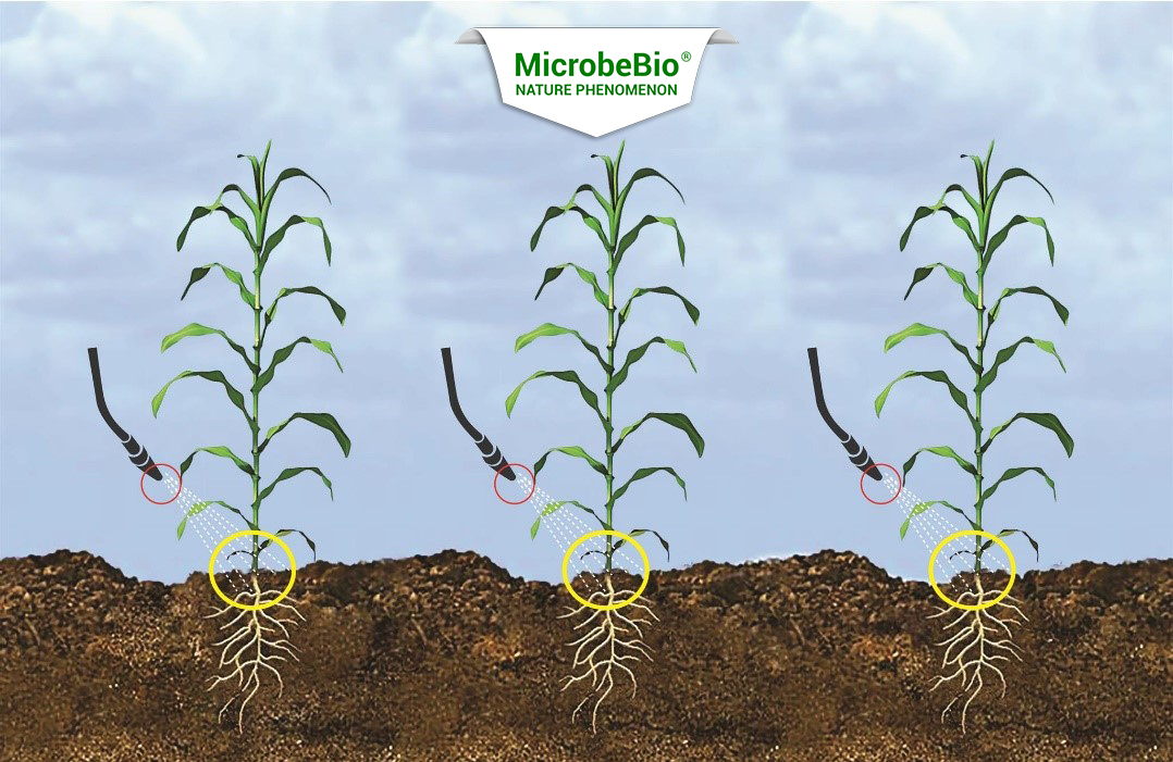 MICROBEBIO® NATURE VIGOR AND MICROBEBIO® HYDRO ACTIVATOR FOR MAIZE ...