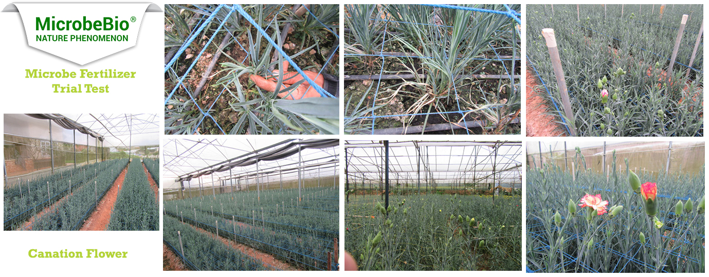 Trial Test when using Microbebio Fertilizer Products - Microbial ...