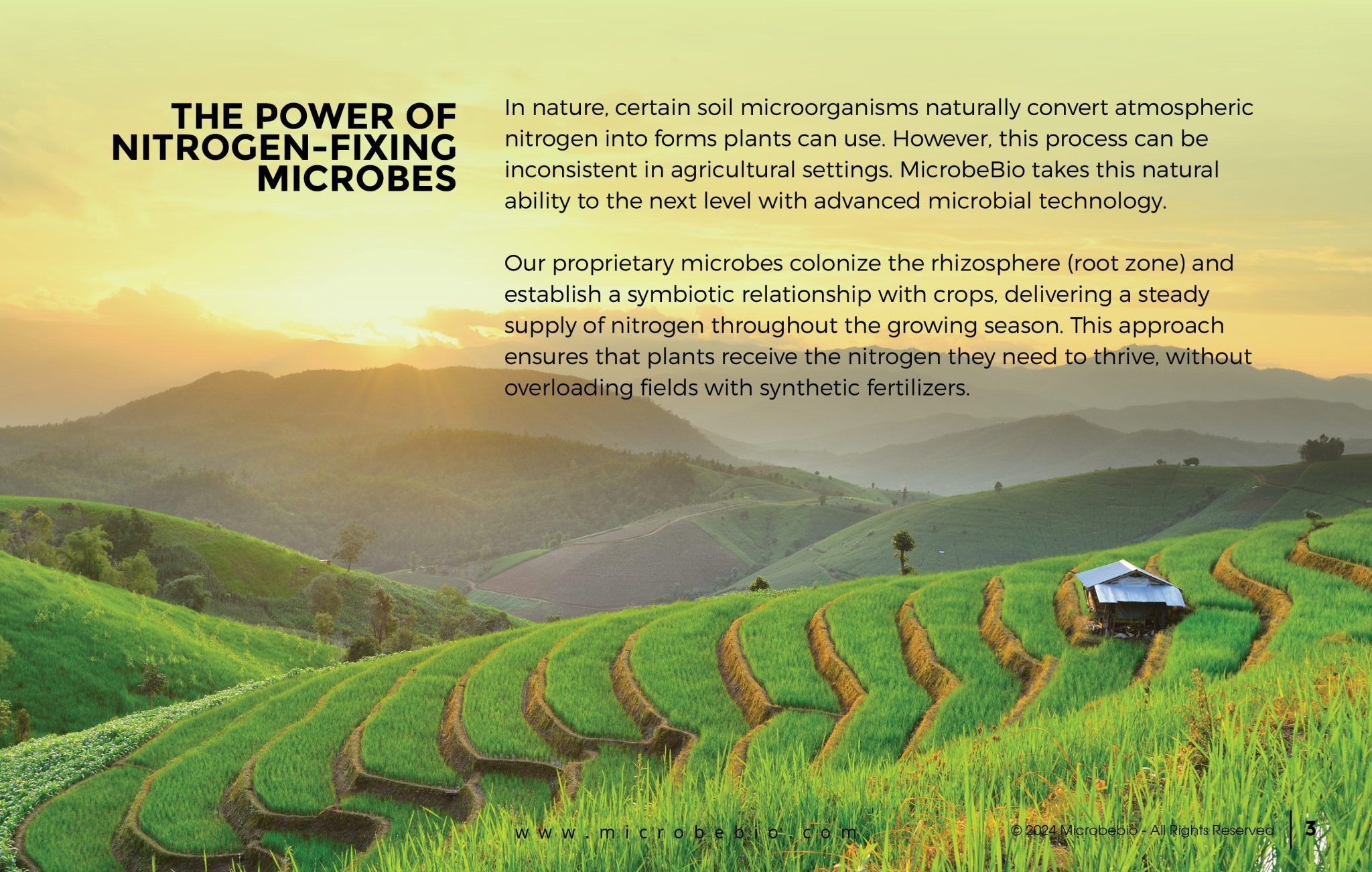MICROBEBIO - Transforming Agriculture with Nitrogen-Fixing Microbes ...